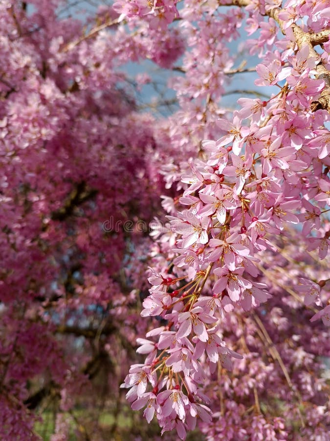 A Cherry Blossom Tree in Full Bloom. Stock Photo - Image of full ...