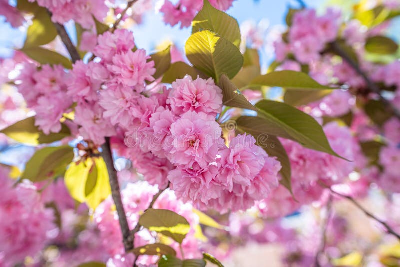 Cherry Blossom Tree in Full Bloom in National Mall, Washington DC in ...