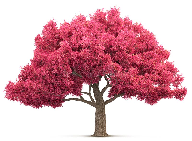 Cherry Blossom Tree Isolated Stock Photo - Illustration of flowers ... Cherry Blossom Tree Isolated Stock Photo - Illustration of flowers ...