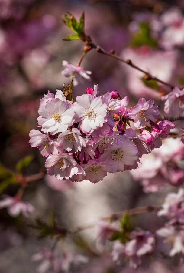 Cherry Blossom Tree stock photo. Image of yard, landscape - 34499088