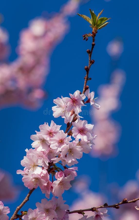 Cherry Blossom Tree stock photo. Image of perfume, nature - 34499114
