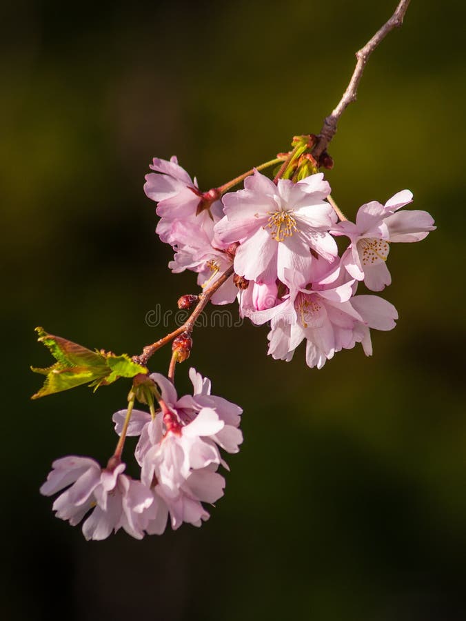 Cherry Blossom Tree stock photo. Image of flower, fashionable - 34499128
