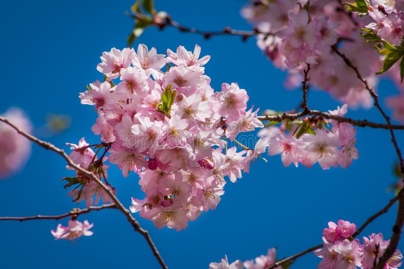 Cherry Blossom Tree stock photo. Image of beauty, fashionable - 34499156