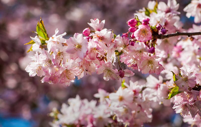 Cherry Blossom Tree stock photo. Image of trend, yard - 34499198