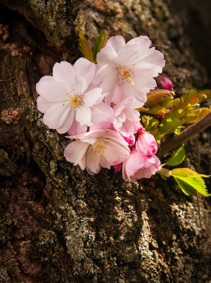 Cherry Blossom Tree stock image. Image of flower, garden - 34499221