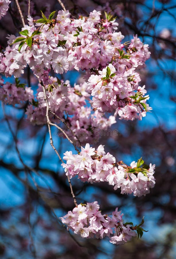 Cherry Blossom Tree stock photo. Image of perfume, scent - 34499228