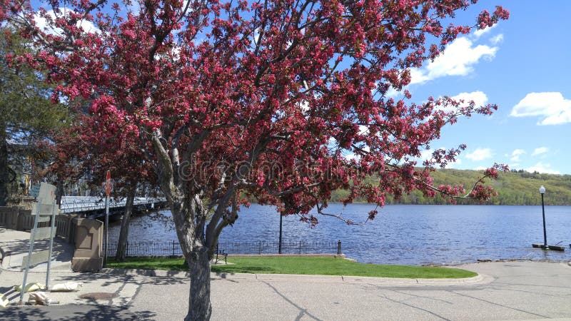 Cherry Blossom Tree Near a Lake Editorial Stock Photo - Image of cherry ...