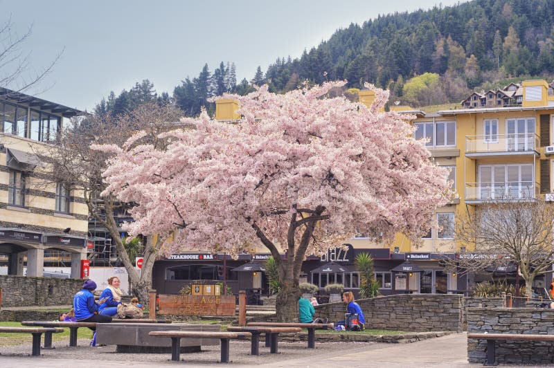 Cherry blossom editorial stock image. Image of lawn, mountain - 60654729