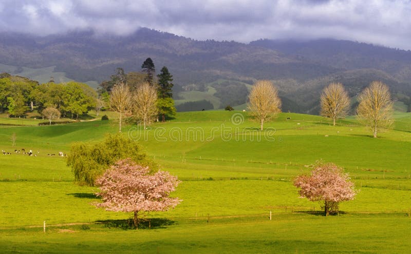 Cherry blossom stock image. Image of landscape, apple - 60661839