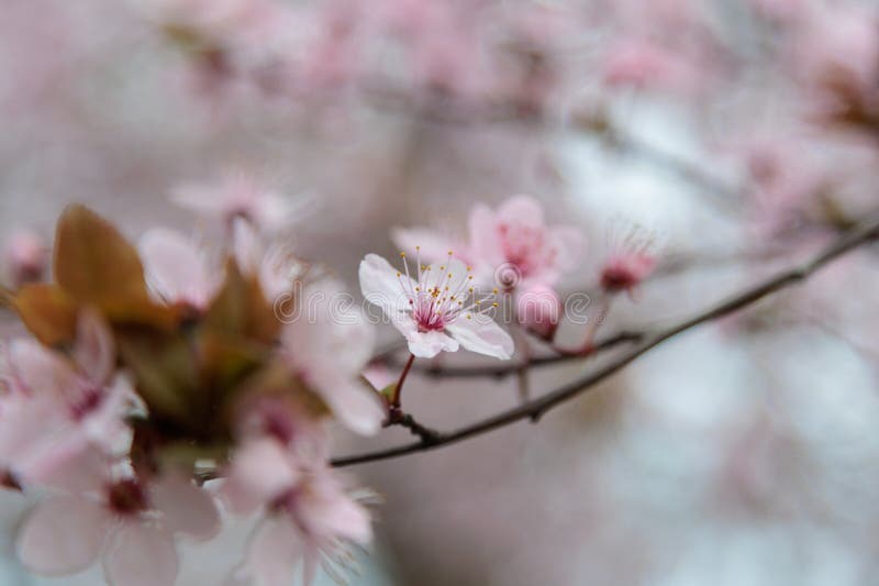 Cherry blossom tree pink stock image. Image of nature - 369646305