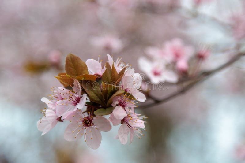 Cherry blossom tree pink stock image. Image of leaf - 369646353