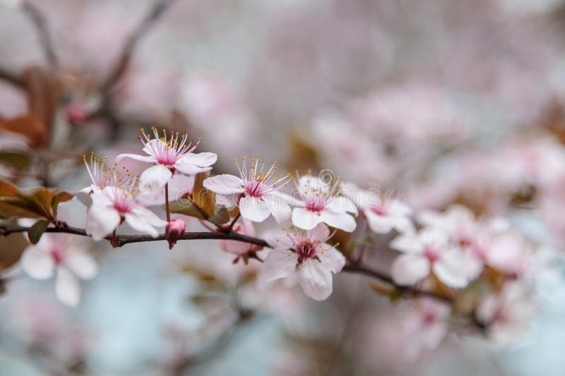 Cherry blossom tree pink stock image. Image of seasonal - 369646407