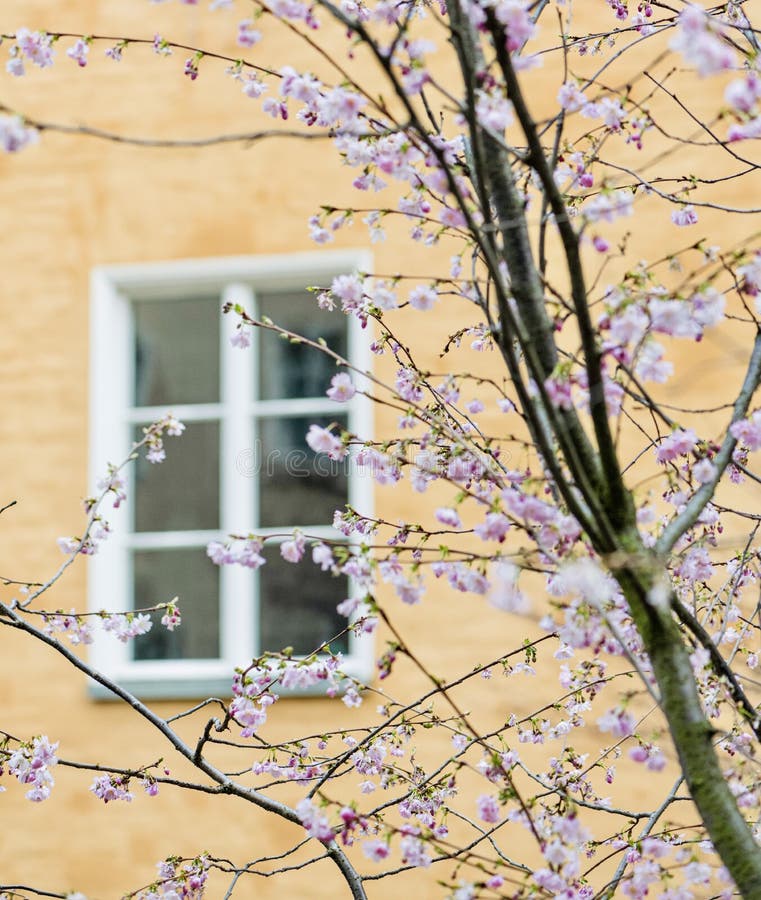 Cherry Blossom Tree in Front of a Yellow House Stock Image - Image of ...
