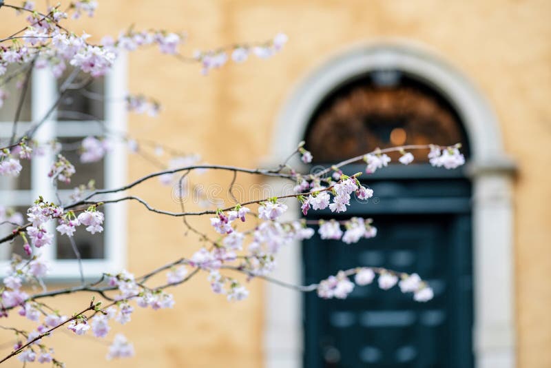 Cherry Blossom Tree in Front of a Yellow House Stock Photo - Image of ...