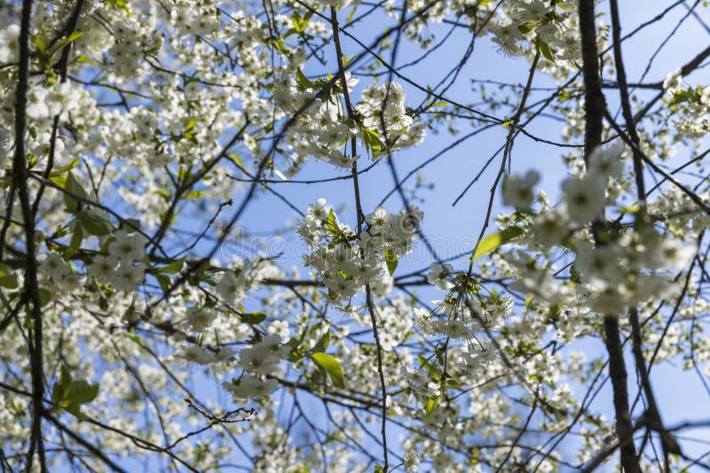 Spring Garden with Cherry Blossoms in Sunny Weather Stock Photo - Image ...