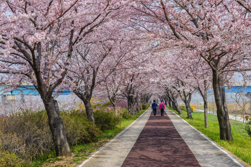 Spring in Busan South Korea Stock Image - Image of busan, cherry: 87829813