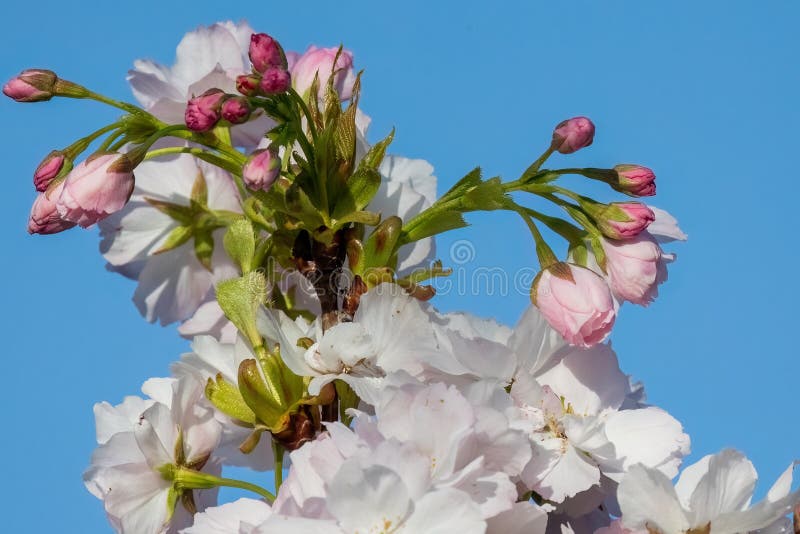Cherry Blossom Tree Spring Time Stock Photo - Image of beautiful, bloom ...