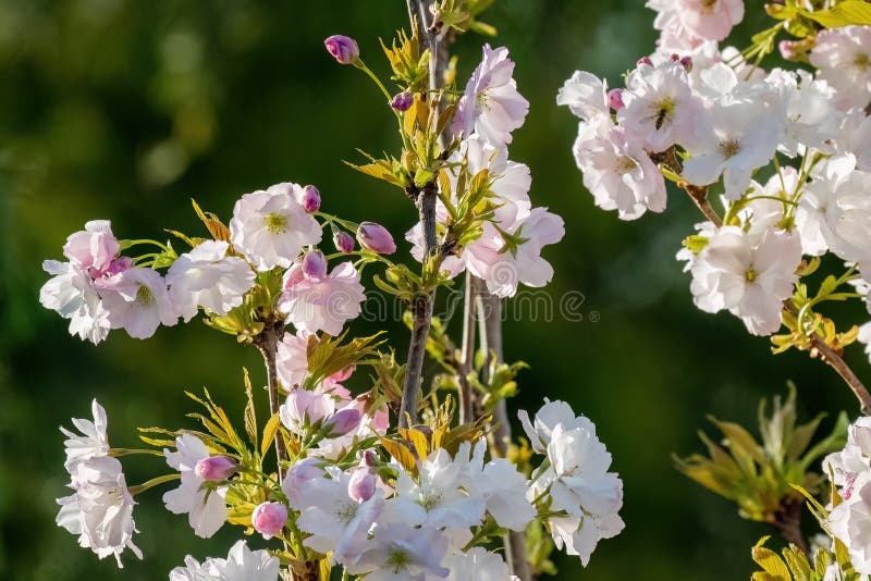 Cherry Blossom Tree Spring Time Stock Image - Image of botanic, close ...