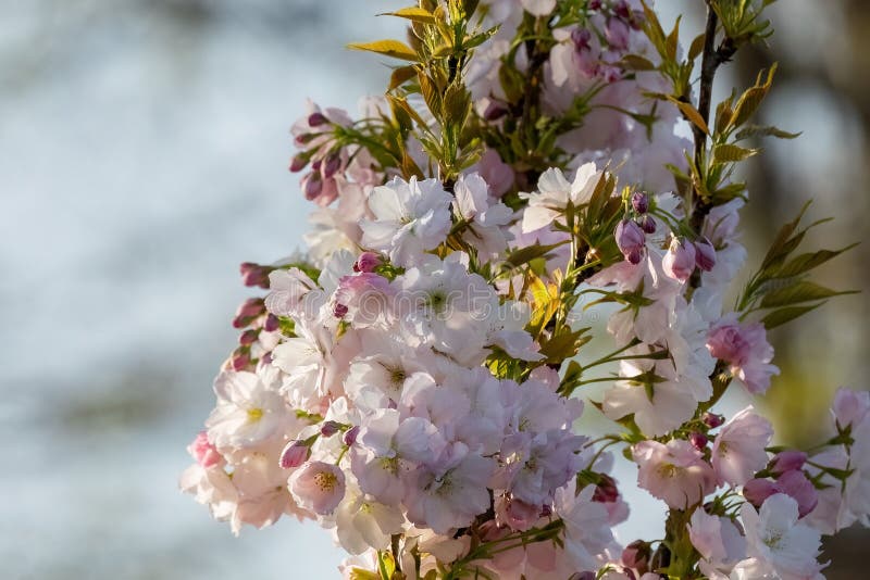 Cherry Blossom Tree Spring Time Stock Photo - Image of botanical, tree ...