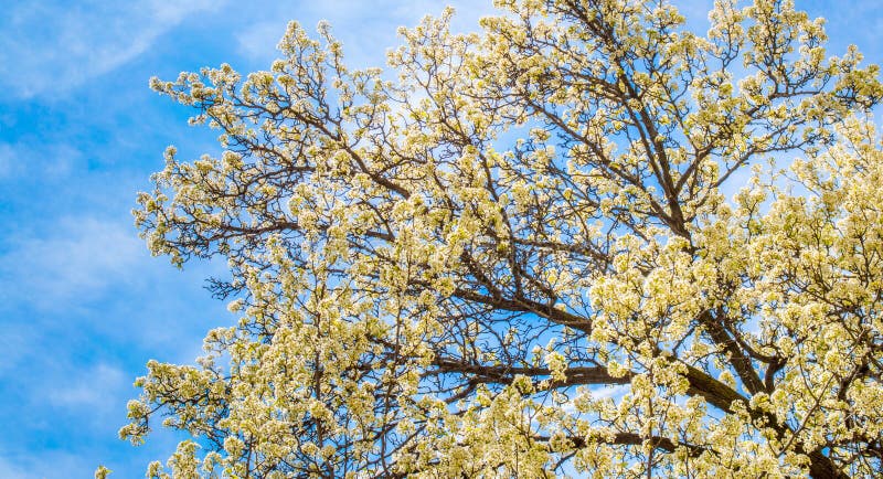 Cherry Blossom Tree in Springtime at Baltimore`s Inner Harbor Stock ...