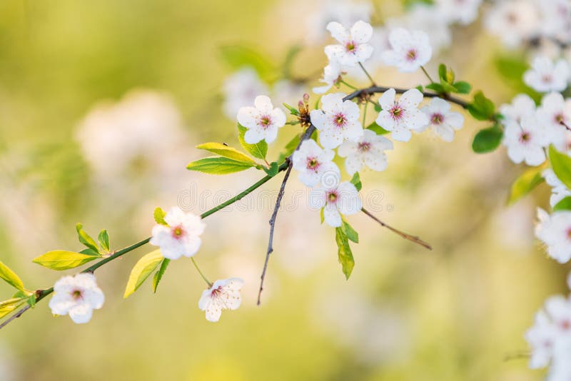 Cherry Blossom on a Tree in the Sun Stock Image - Image of garden ...