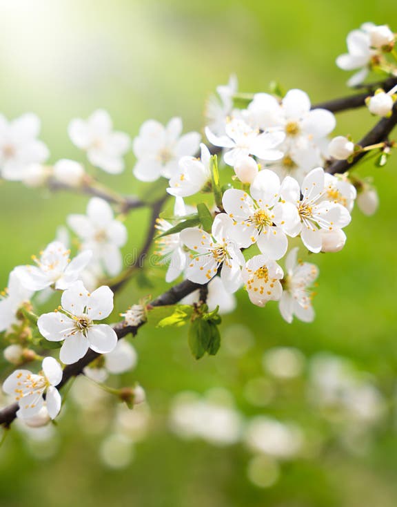 Cherry Blossom Tree on a Sunny Spring Day. Wallpaper Stock Image ...