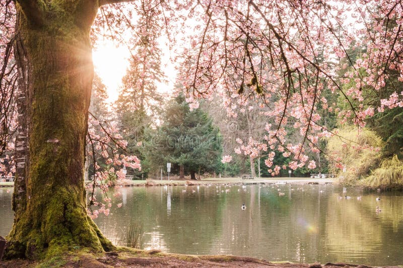Cherry Blossom Tree Sunset in the Park Stock Photo - Image of fairy ...