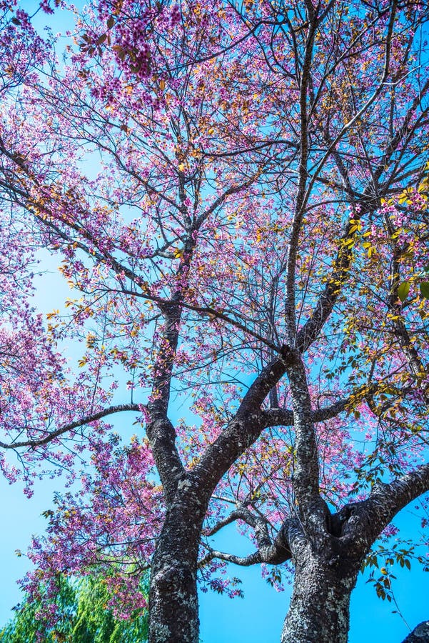 Cherry Blossom Tree on Mountain Stock Image - Image of scenic, leaf ...
