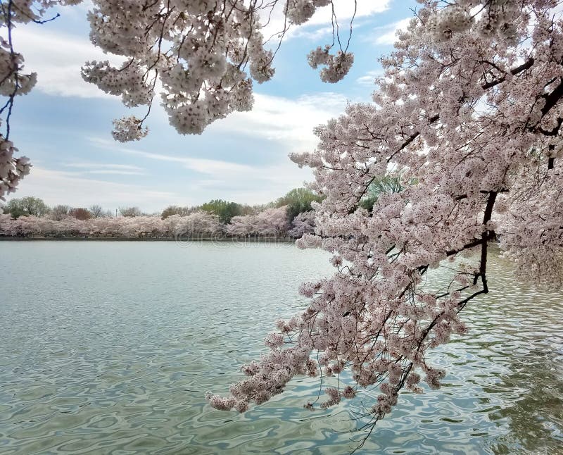 Cherry Blossom Tree by the Tidal Basin Stock Photo - Image of tower ...