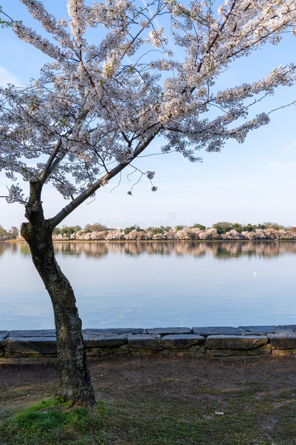 Cherry Blossom Tree at the Tidal Basin in Washington DC Stock Photo ...
