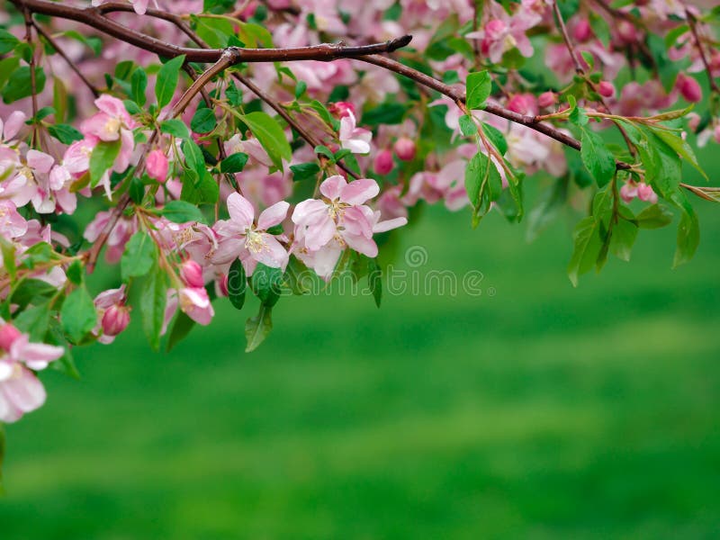 Cherry Blossom Tree with Weeping Branches Flowing Down with Pink Flower ...