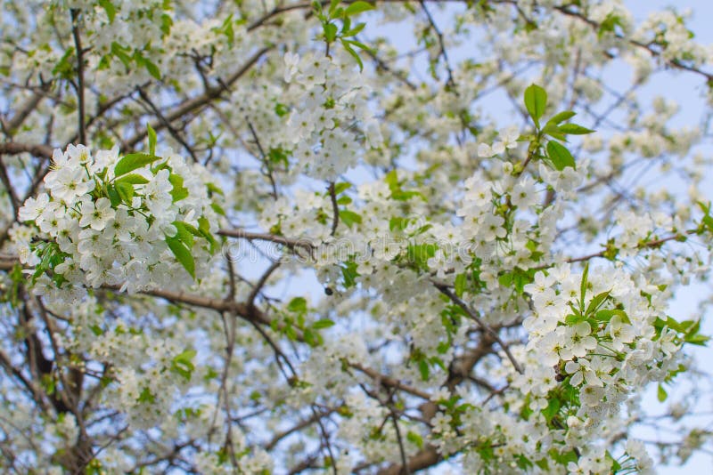 Flowering cherry tree stock image. Image of blossoms - 115465921