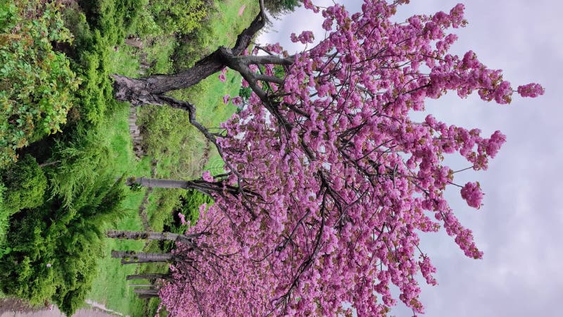 Cherry Blossom Trees from Under the Eaves Stock Video - Video of ...