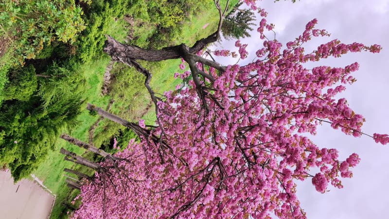 A Cherry Blossom Tree on a Windy Day in the Spring. Vertical Video ...