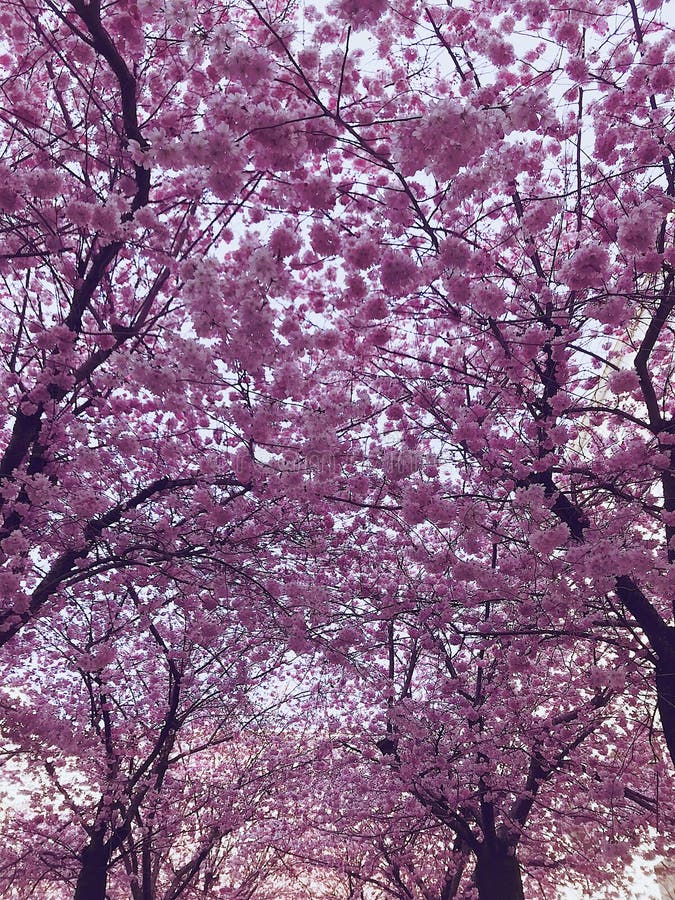 Cherry Blossom Trees Picture. Image: 114510657