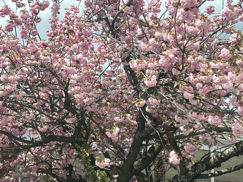 Cherry Blossom Trees stock photo. Image of blooming - 290499738