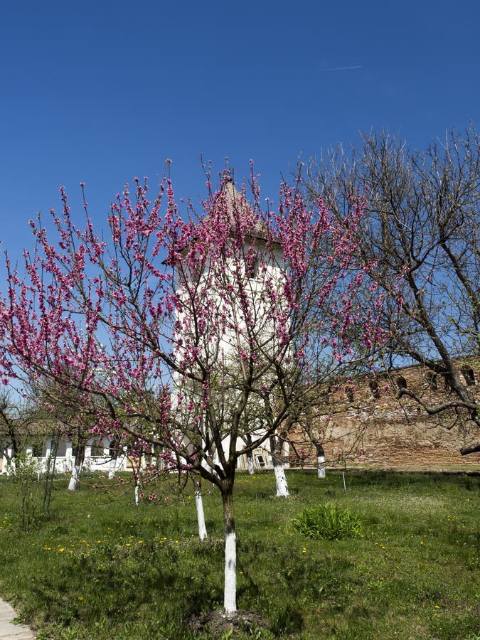 Cherry blossom trees stock image. Image of visitors, spring - 52798793