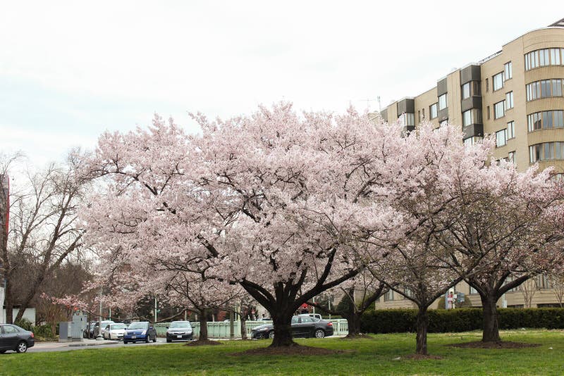 Cherry Blossom Trees in Washington DC Stock Image - Image of pink ...