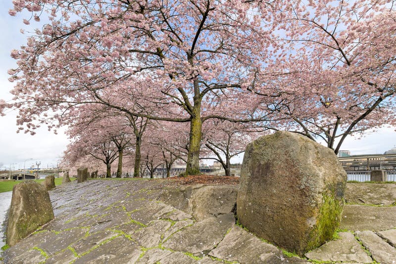 Cherry Blossom Trees Com As Grandes Rochas Na Mola Imagem de Stock ...