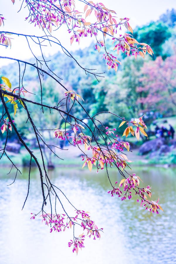 Cherry Blossom Trees with Lake in Thai Stock Image - Image of scenery ...