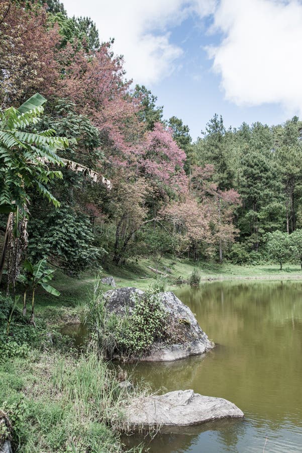 Cherry Blossom Trees with Lake in Thai Stock Image - Image of pond ...