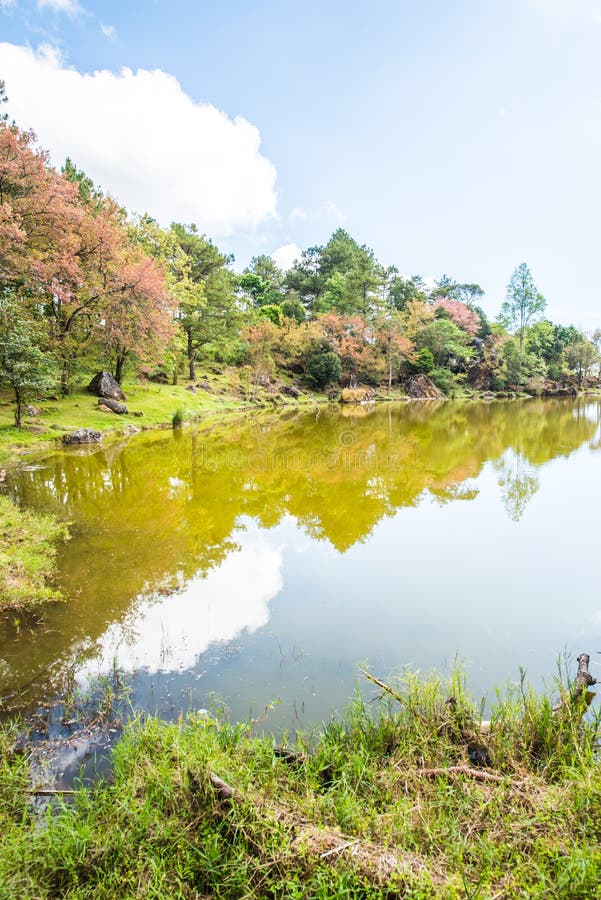 Cherry Blossom Trees with Lake in Thai Stock Image - Image of romantic ...