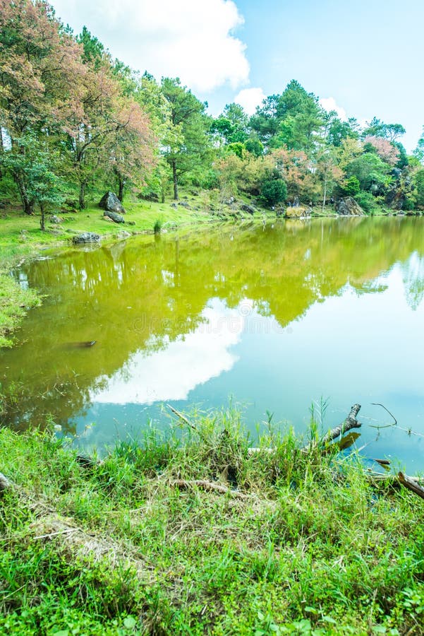 Cherry Blossom Trees with Lake in Thai Stock Photo - Image of blooming ...