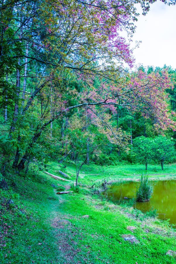 Cherry Blossom Trees with Lake in Thai Stock Photo - Image of romantic ...