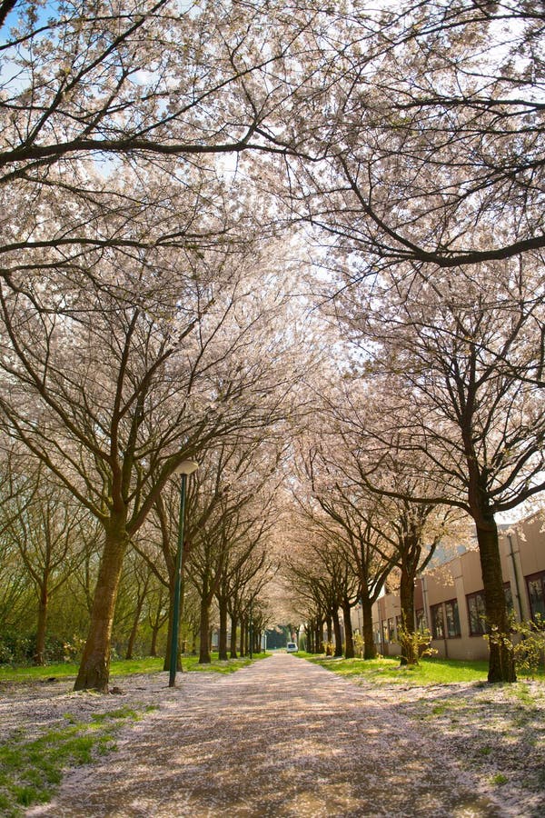 Little lane in spring stock photo. Image of blooming - 159789684