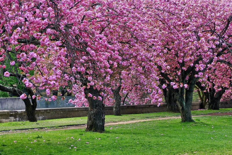 Cherry Blossom Trees stock photo. Image of connecticut - 273717156