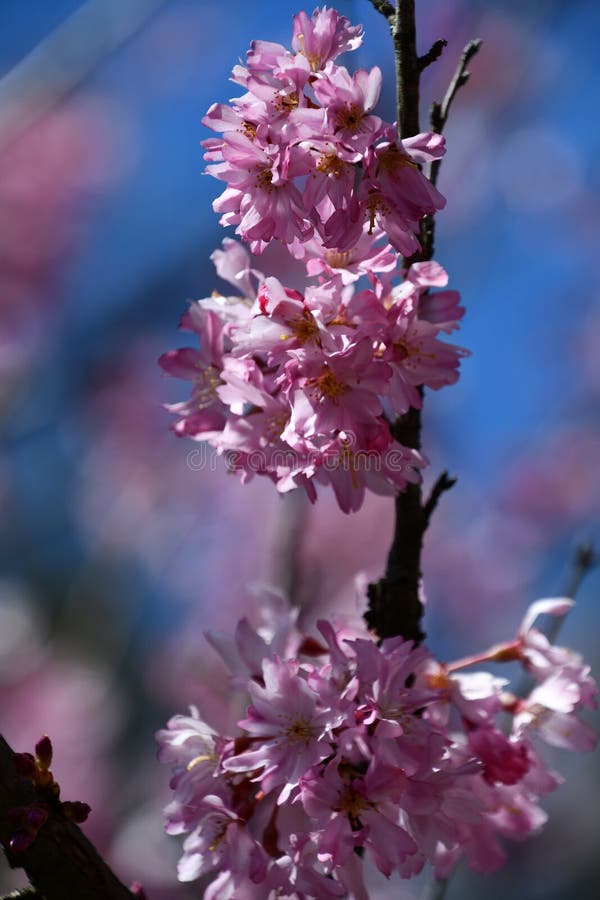 Cherry Blossom Trees stock image. Image of gentle, delicate - 291557179