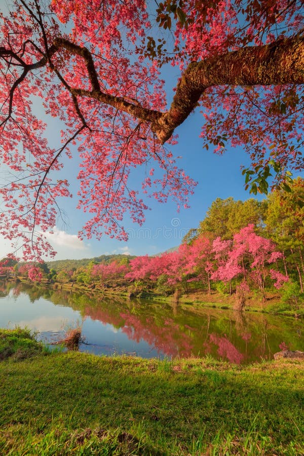 Cherry blossom trees stock photo. Image of green, colore - 41919244