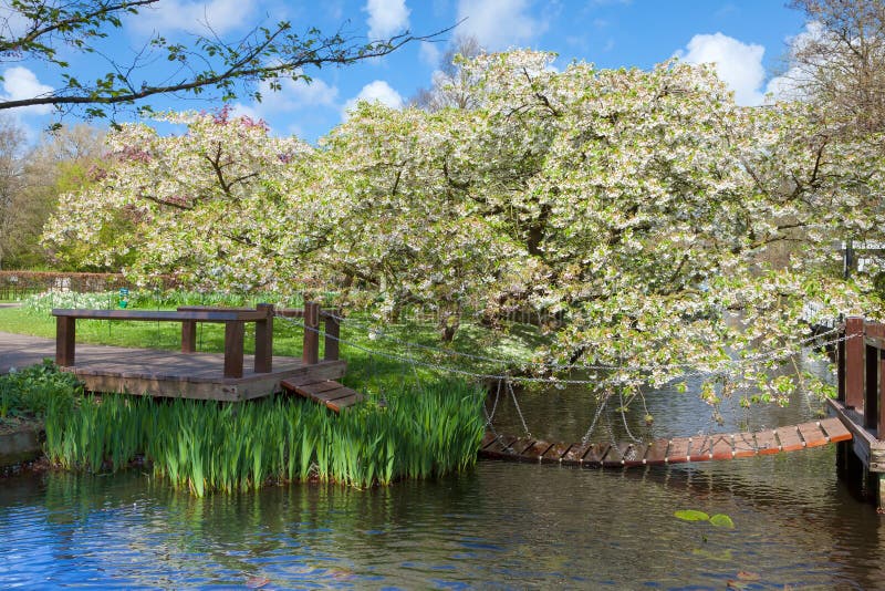 Cherry Blossom Trees in Spring Garden Stock Photo - Image of famous ...