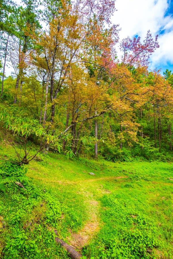 Cherry Blossom Trees in Thai Stock Image - Image of outdoor, flora ...